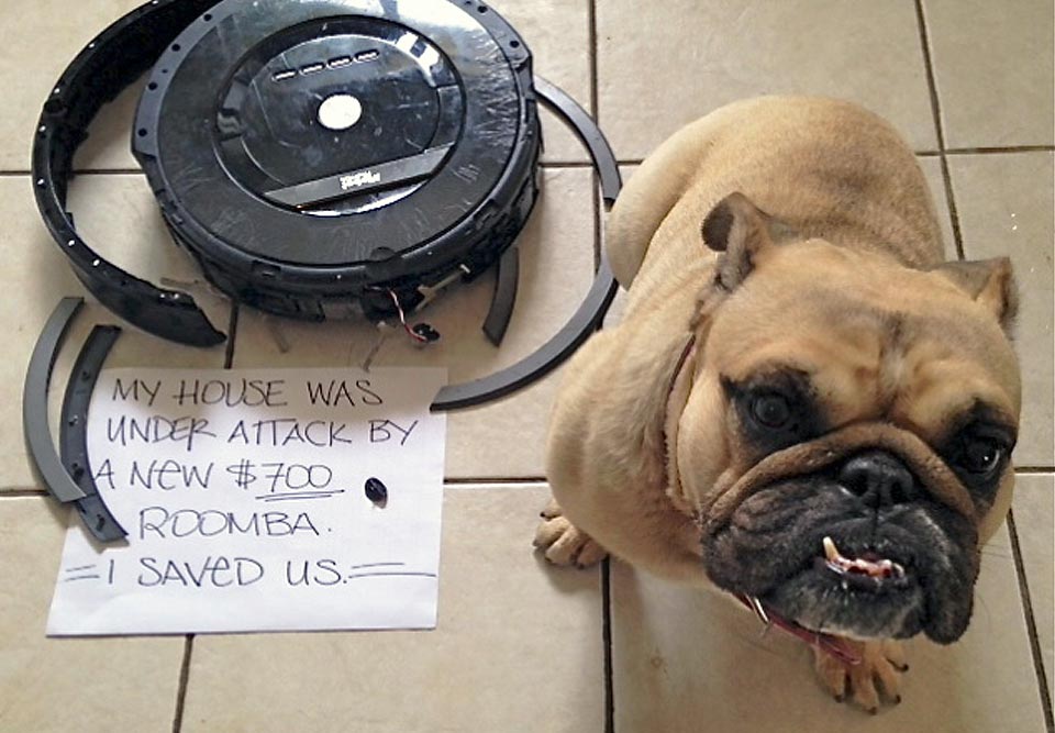 Dog Shaming